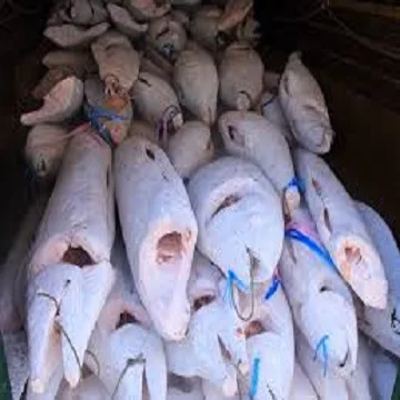 Frozen Tuna Skipjack Tuna,Bluefin Tuna Fish,Bullet Tuna Fish,Frigate ...
