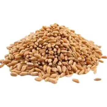 Premium Quality Whole Grain Wheat For Sale Wheat Grain Wholesale - Buy ...