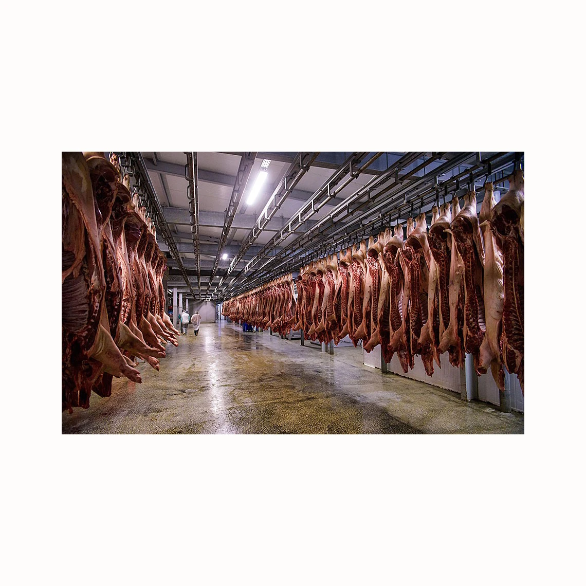 Best Quality Frozen Pork Origin Available For Supply Frozen Front Pork ...