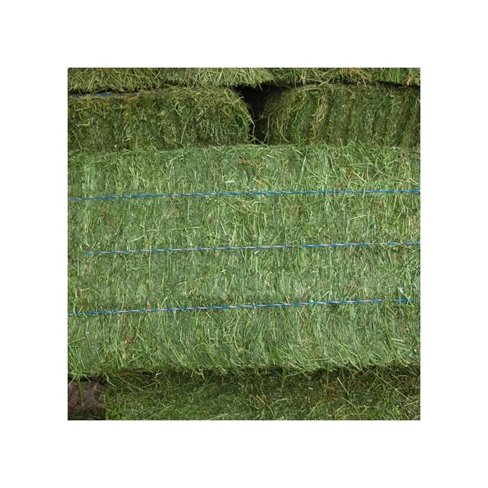 Top Grade Alfafa Hay For Animal Feeding Stuff Alfalfa / Timothy ...