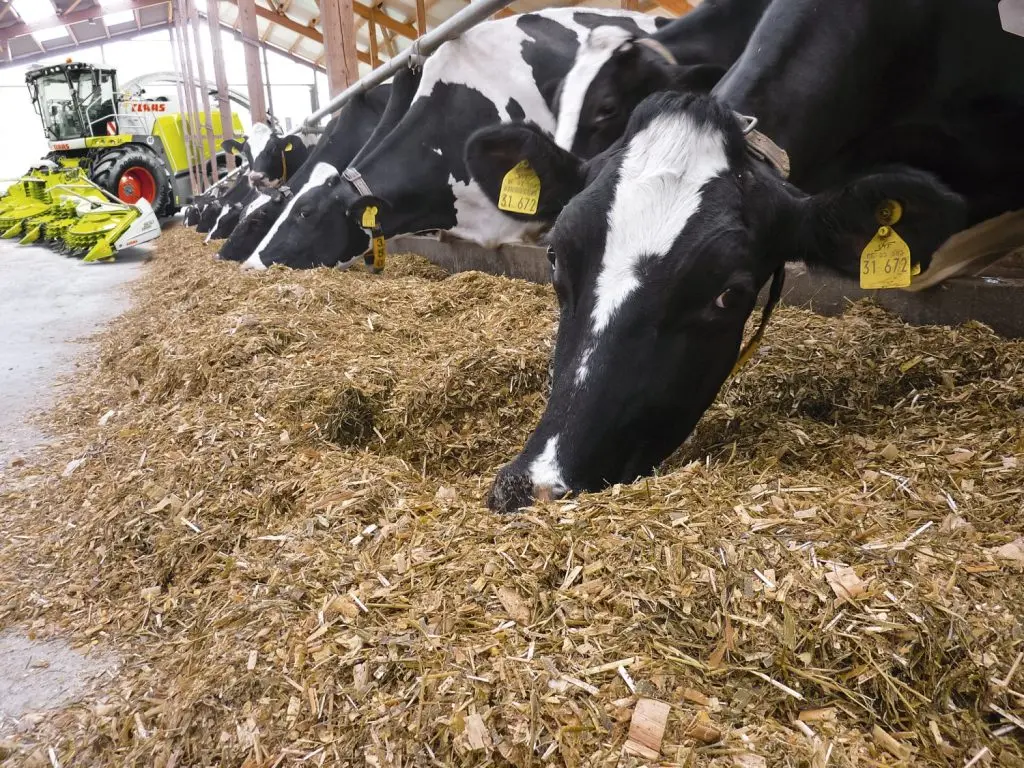 Animal Feed Corn Silage Maize Silage Natural Product Wholesale Price From Vietnam - Buy Corn ...