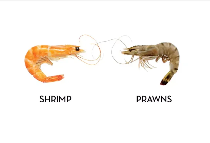 Frozen Vannamei Prawns Peeled Deveined Pd Shrimps - Buy Shrimps Sea ...