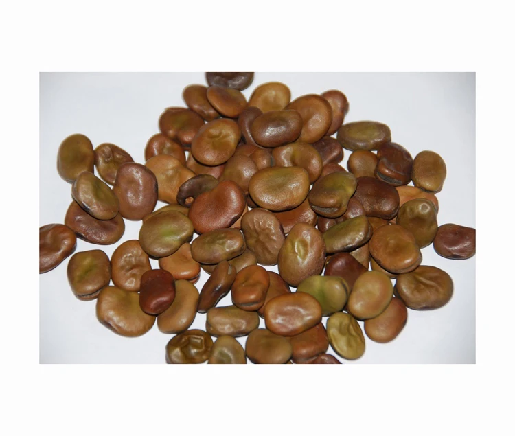 Canned Broad And Horse Bean In Brine - Buy Canned Broad And Horse Bean ...