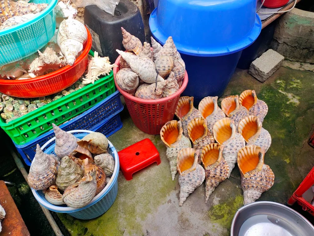 Shop High-Quality Seashell Craft Horse Conch Shell from Vietnam