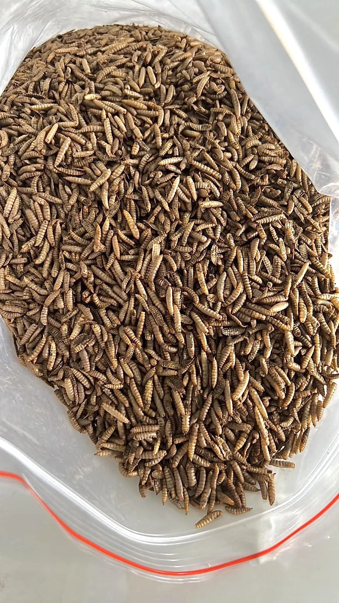 Premium Dried Black Soldier Fly Larvae: Wholesome And Sustainable ...