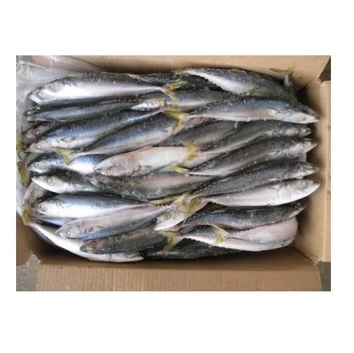 Spanish Horse Mackerel Price Fresh Catch Frozen Pacific Mackerel Fish ...