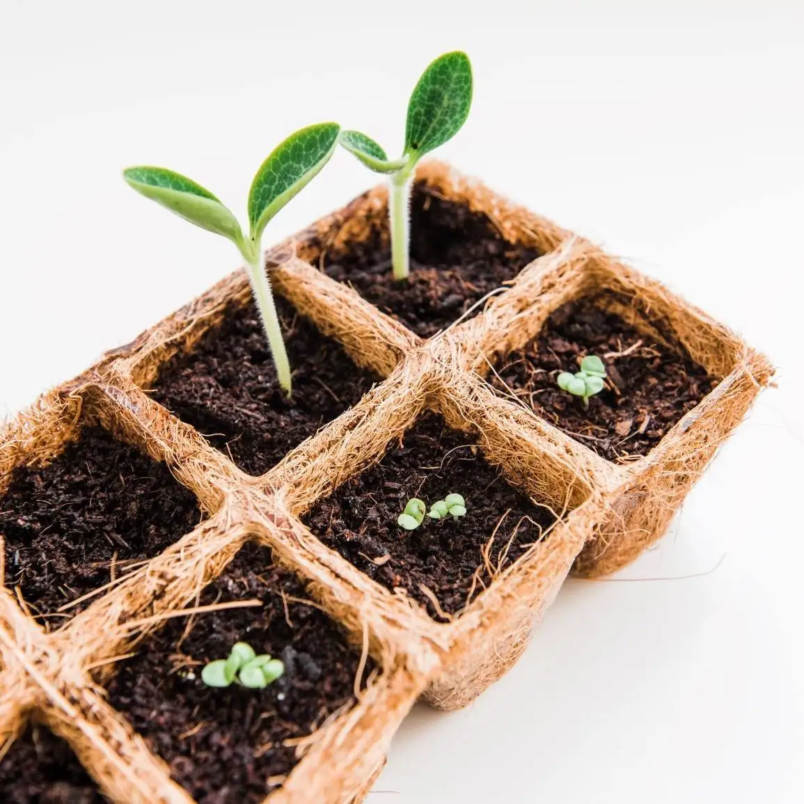 Coconut coir nursery seed starting tray eco friendly biodegradable coco ...