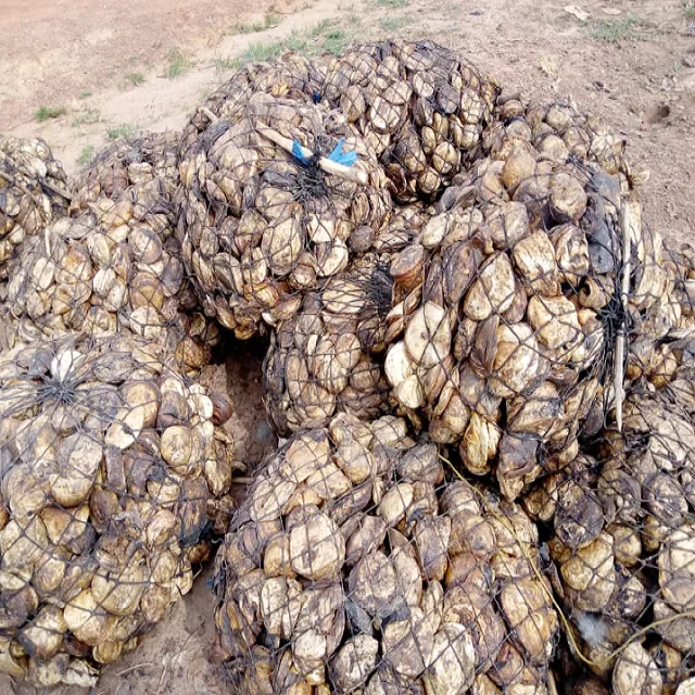 Rubber,Latex,Raw Rubber,Cup Lump Rubber - Buy Fresh Natural Latex Lumps ...