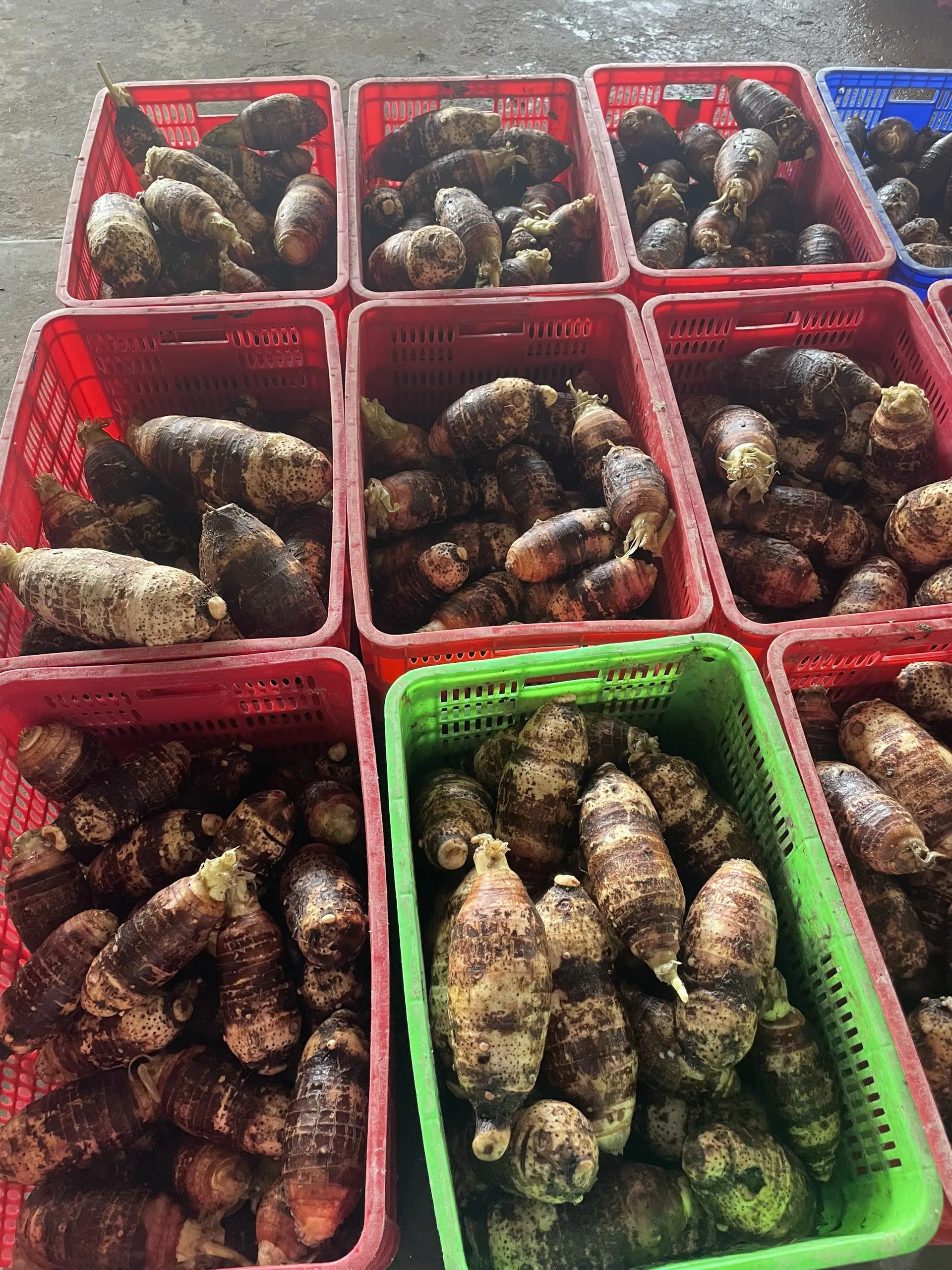 Great Frozen Cassava Roots: Quality IQF Cassava for Excellent Cooking ...