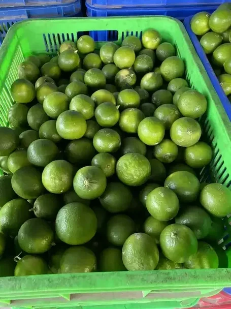 Green Taste Seedless Lemon Lime Fresh Green Seedless Lemon - Buy Fresh ...