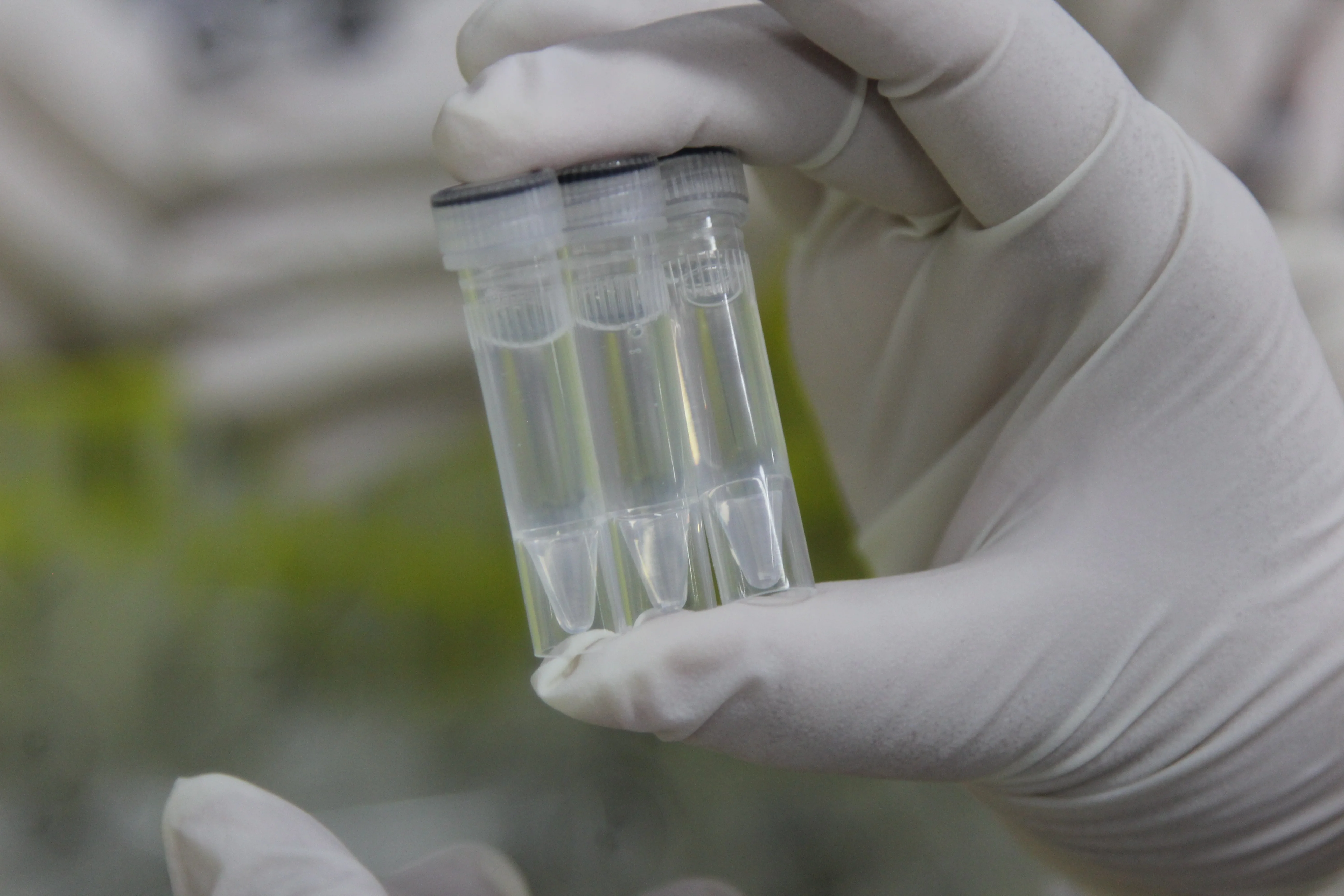 Canine Heartworm Antigen Ehrlichia Babesia Gibsoni Anaplasma Antibody ...