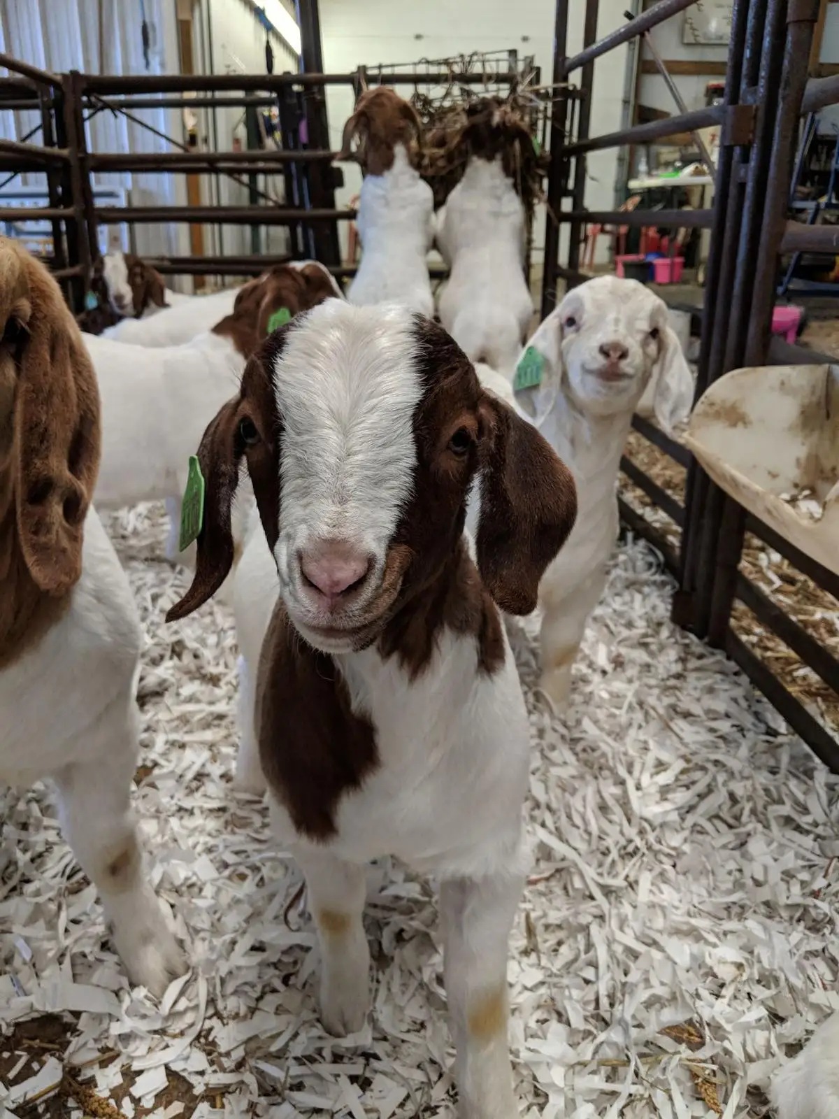 Boer Goats For Sale - Buy High Quality Live Stock Boer Goat Available For Sale At Low Price,100% ...