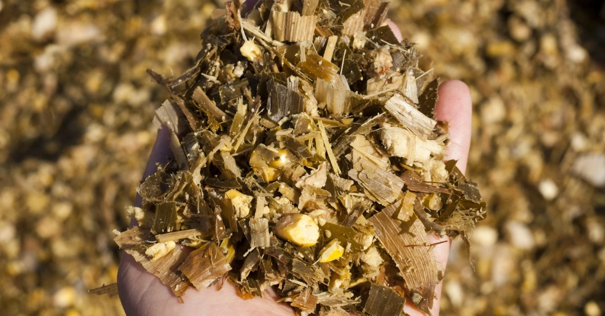 Animal Feed Corn Silage Maize Silage Natural Product Wholesale Price ...