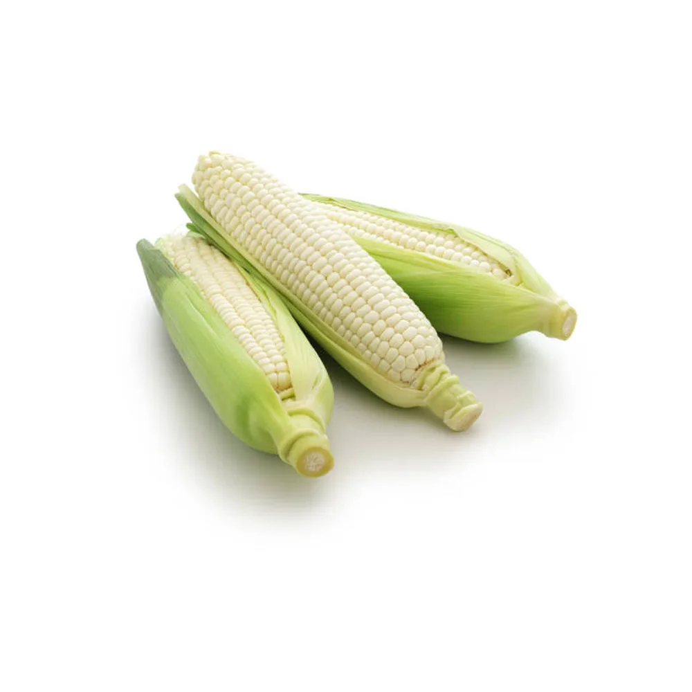 Grade 1 Non Gmo White And White Corn/maize - Buy White Maize Non Gmo ...