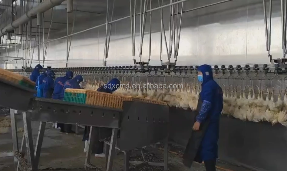 1000/hour Chicken Slaughter Line - High Efficiency Poultry Processing