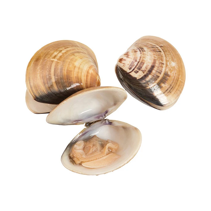 Factory Rate Fresh Frozen Clams Made In Vietnam 500g; 800g; 1000g ...