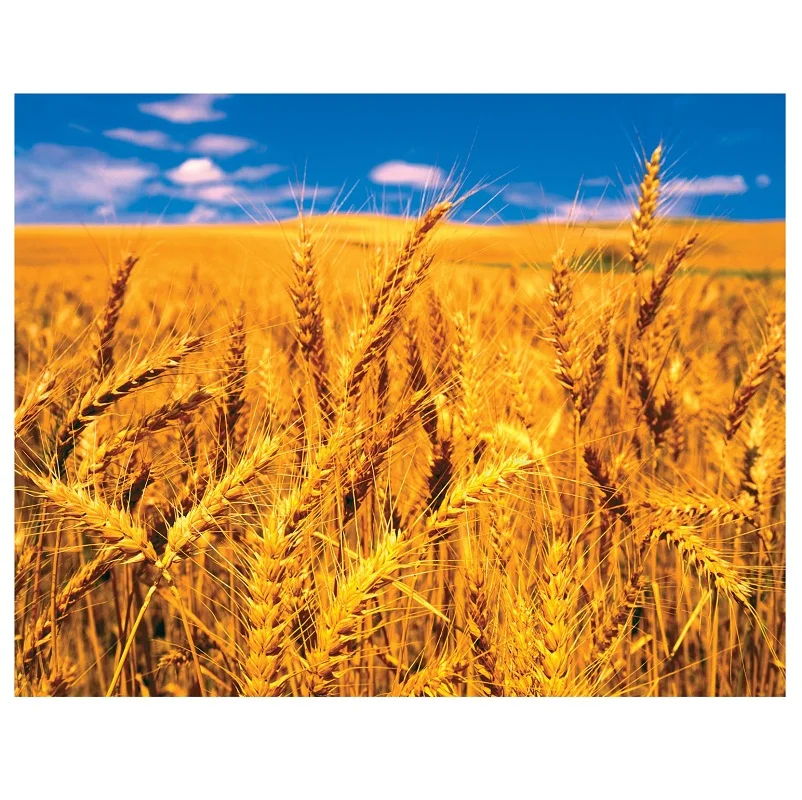 Wholesale Cheap Price Wheat Grain With Customized Packing / 100% High ...