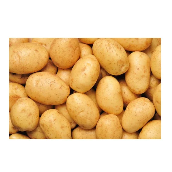 Bulk Stock Available Of Fresh Vegetable Potatoes At Wholesale Prices ...