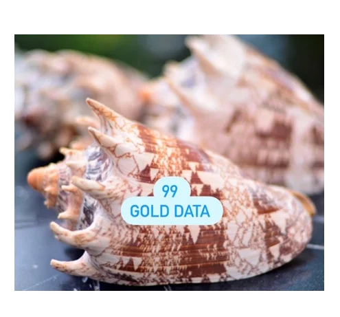Rare Sea Shells For Sale - Big Stock in Vietnam| Alibaba.com