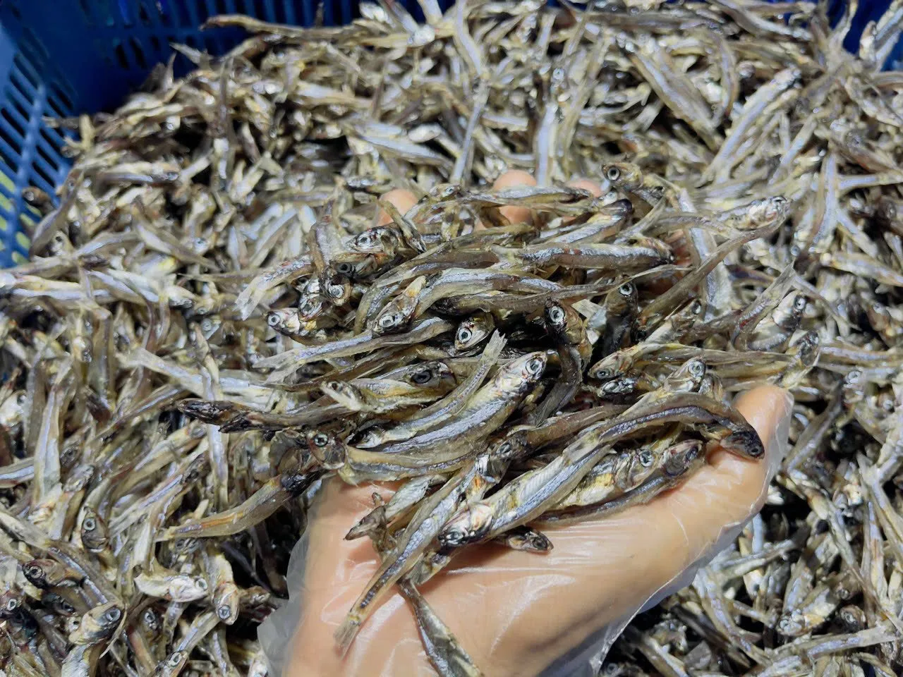 Dried Anchovies Without Steam Seafood - Whole Fish Type Local Fish ...