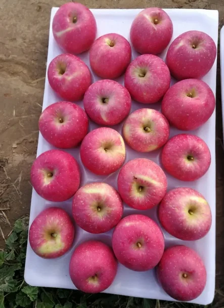 Fresh Apples From Our Gardens Red Delicious Apples Maximum Crunchy ...