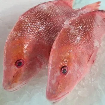 100% Seafood Fish Frozen Red Snapper/ Tilapia Fish Black Snapper Fish ...