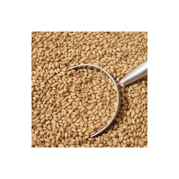 Wheat From Dried Grade 3 Wheat Grain Best Wholesale Price - Buy Premium ...