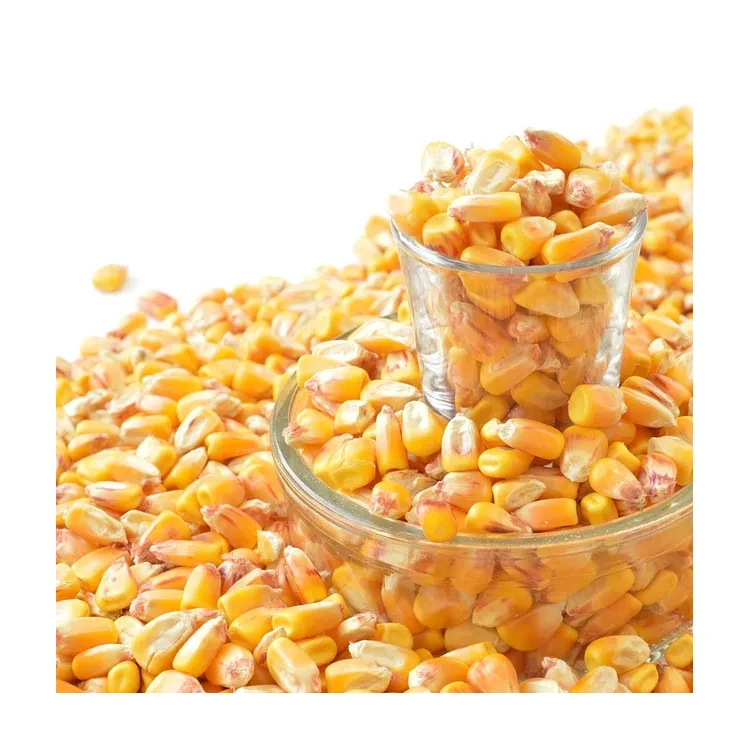 Best Quality Yellow Corn/Maize for Animal Feed Cattle Feed Yellow Maize ...
