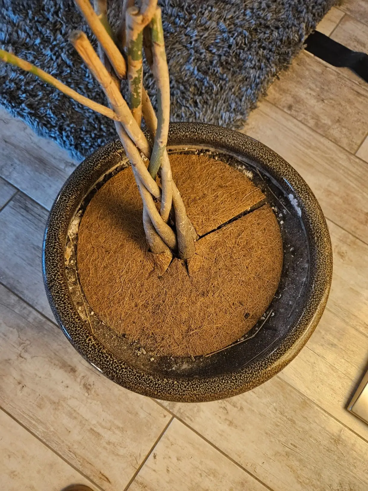 Cheap Price Coconut Coir Mulch Tree Protector Natural Biodegradable ...