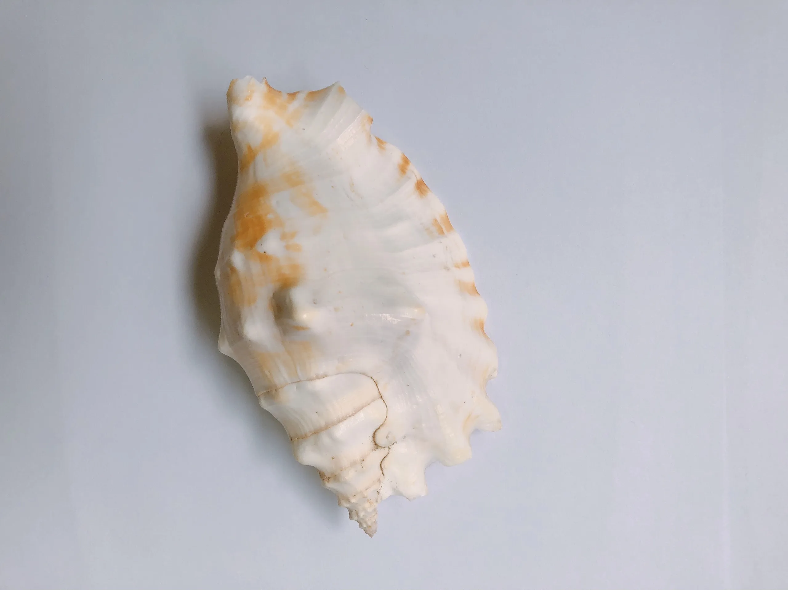 Home and Foods Decoration Craft Seashell Polished Natural Sea Shell Tom ...