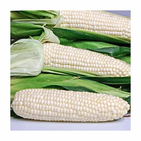 Dried White Maize / Dried Yellow Corn For Animal Feed - Buy Bulk Grain ...