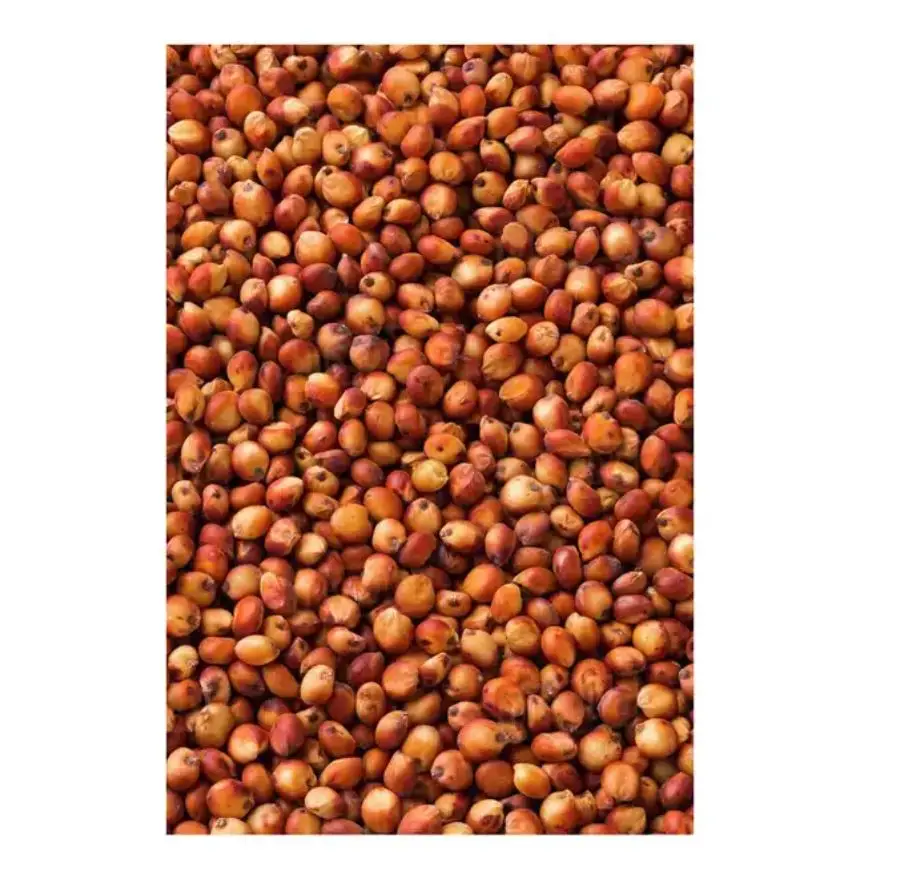Bulk Quantity Sorghum Grains And Good Quality Red White And Yellow ...