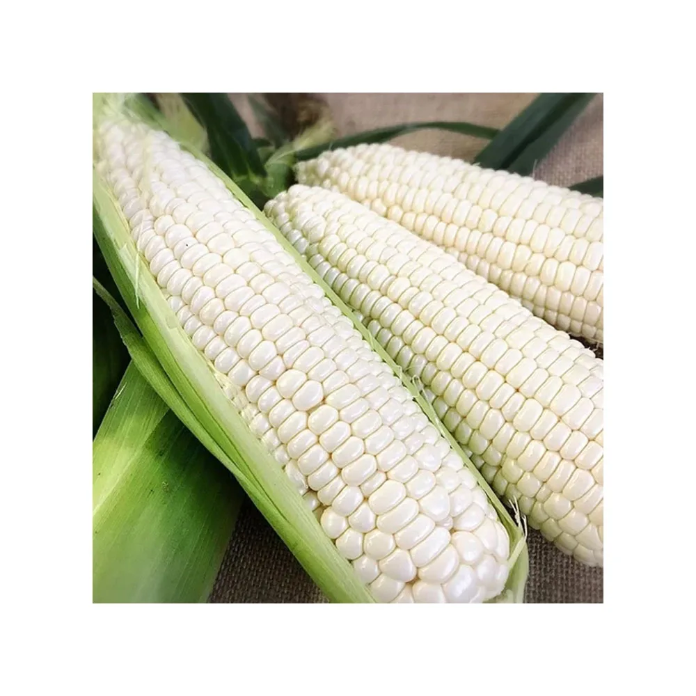Grade 1 Non Gmo White And White Corn/maize - Buy White Maize Non Gmo ...
