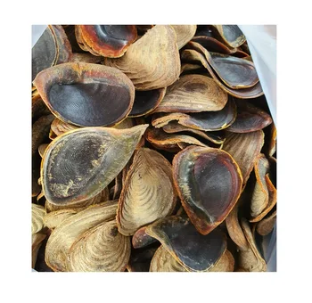 Seashell Onycha/lambis Operculum/ Dried Triton Murex Operculum For ...