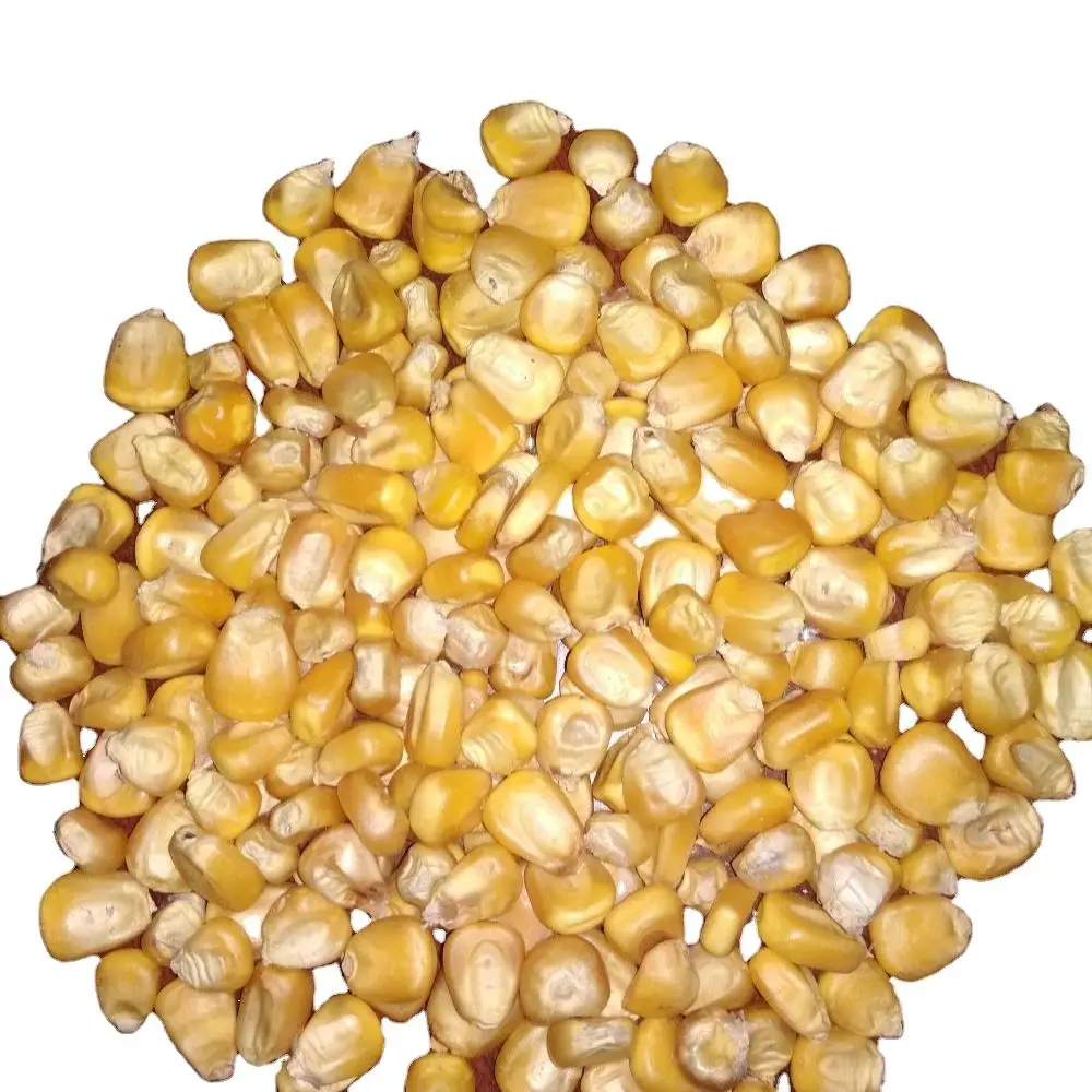 Corn Germ Meal Animal Feed Grade Bulk Corn Meal Germ - Buy Feeding Corn Gluten Meal To Horses ...
