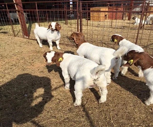 Southern Usa Farm Breed Boer Goat For Sale - Buy Great Goat Farm ...