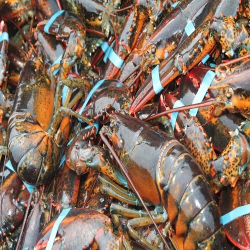 Fresh Affordable Frozen Whole Seafood Giant Red Lobsters - Buy Fresh ...
