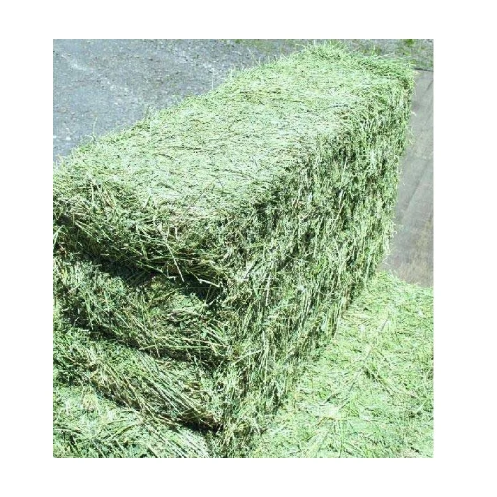 Alfalfa For Feeding Animals For Cattle And Other Farm Animals Great ...