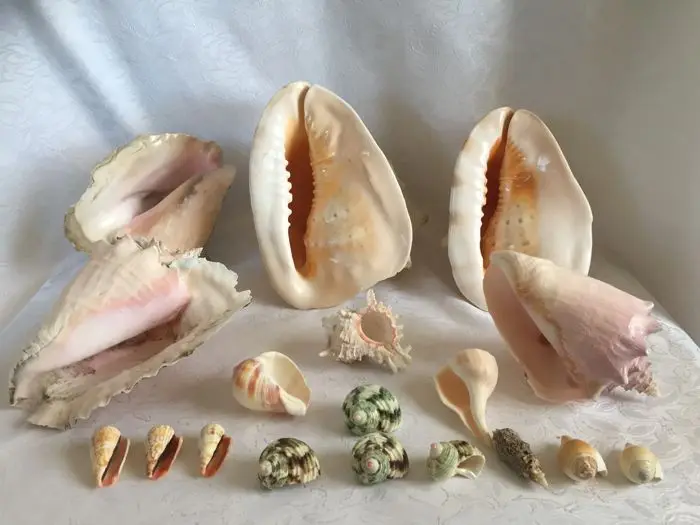 Wholesale Ocean Seashell Decor - Natural Hermit Crab Shells for Home ...