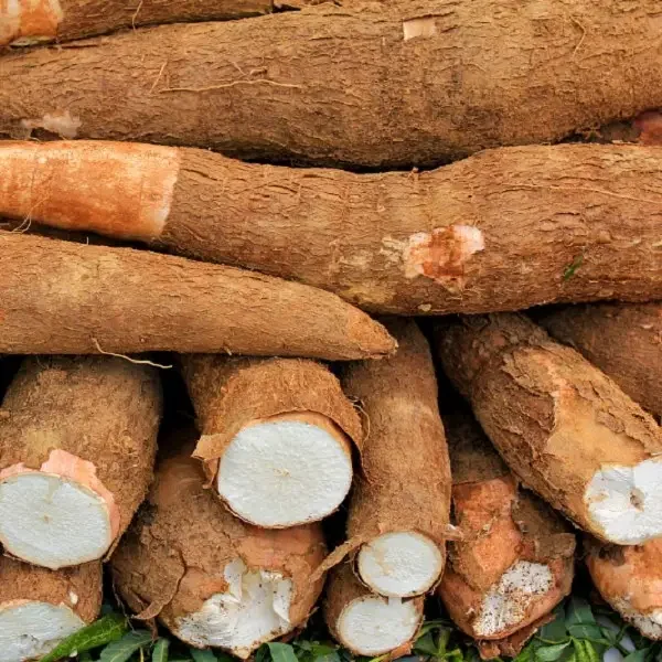 Fresh Cassava/fresh Cassava Root - Cassava - Best Price - Buy Fresh ...