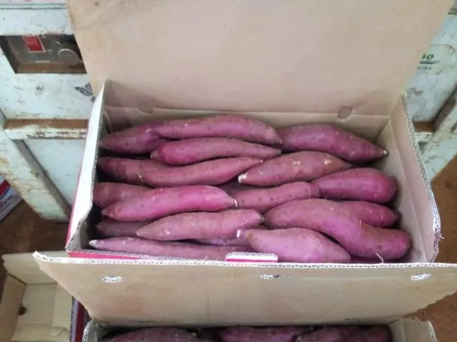 Sweet Potato 10kg Per Box Cultivation Type Common Cool Place Storage 16 ...