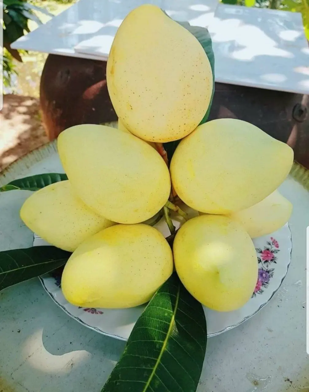 Fresh Mango Fruit/ Fresh Mango High Quality/ Wholesale Mango Fruit ...