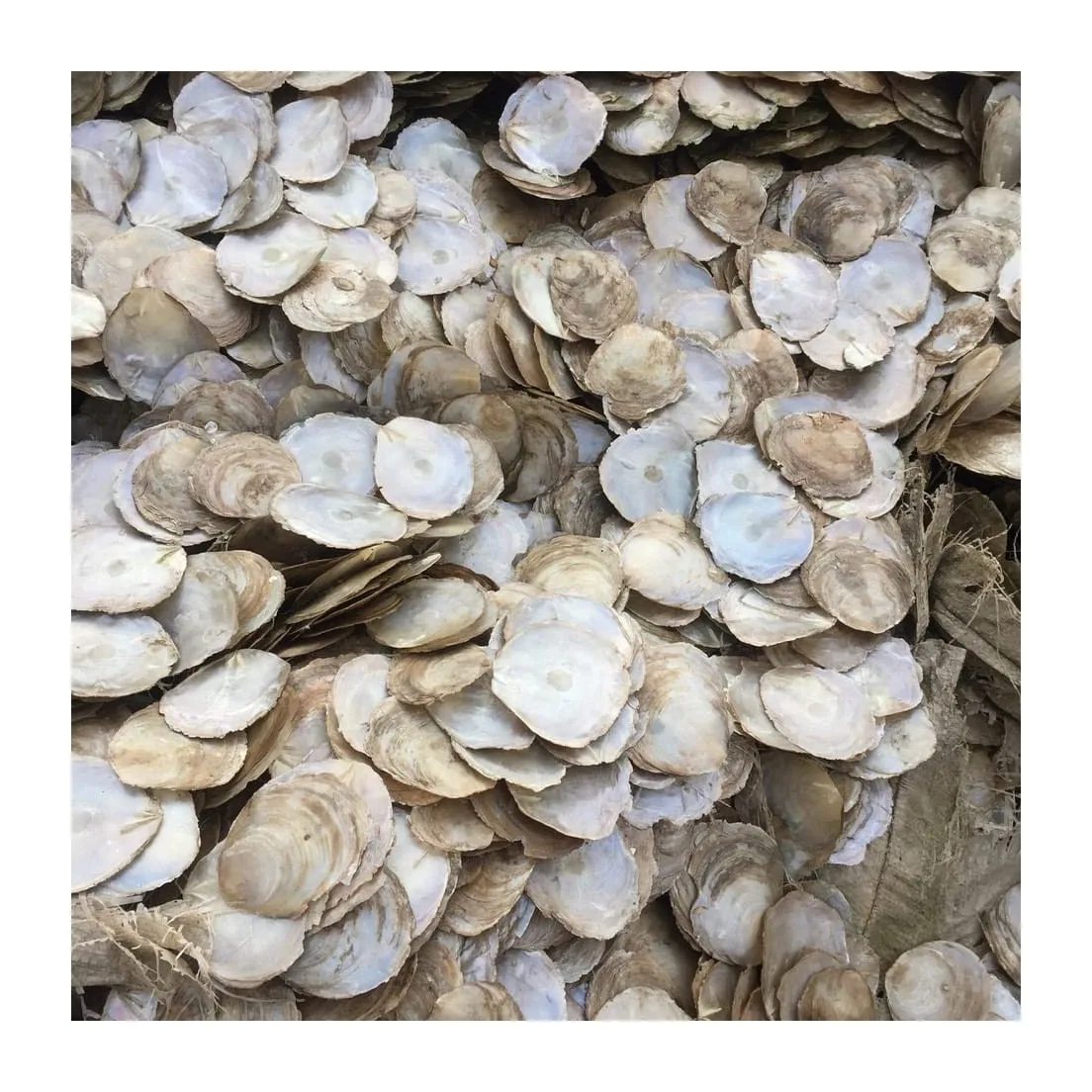 Raw Unclean Unpolished or Polished Capiz Shell Bulk Quantity Wholesale ...