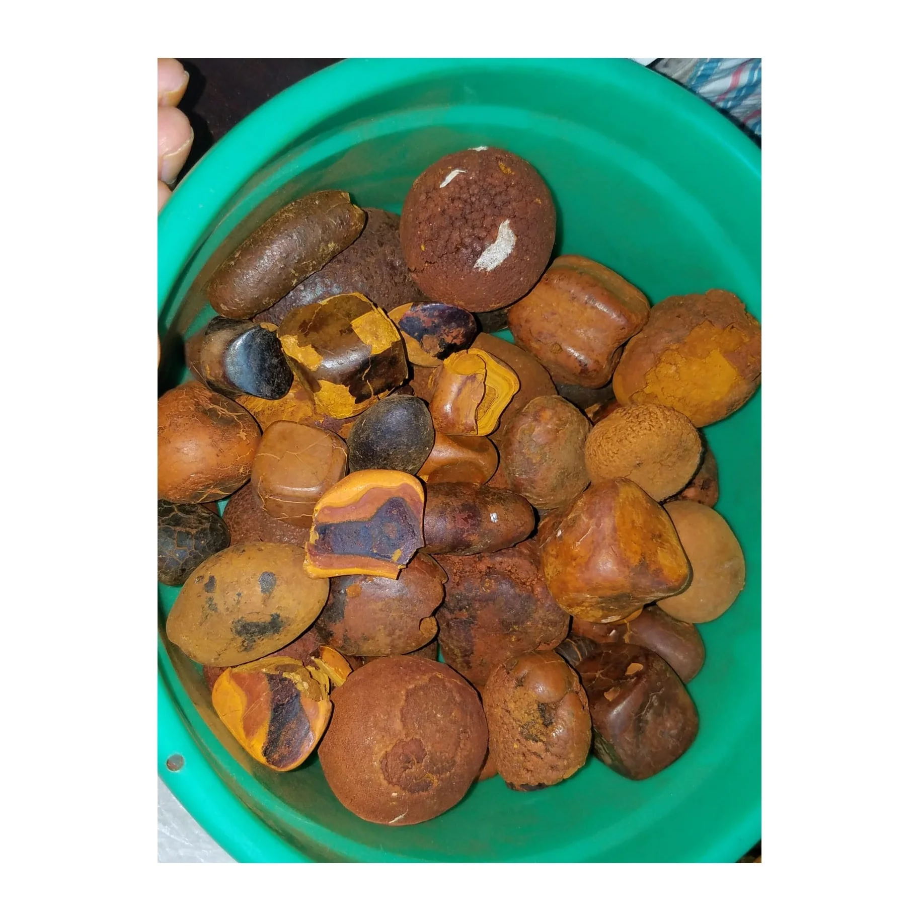 100% Whole Ox Bile Gallstone/ 10kg To 25kg Dried Healthy Ox Gallstones ...