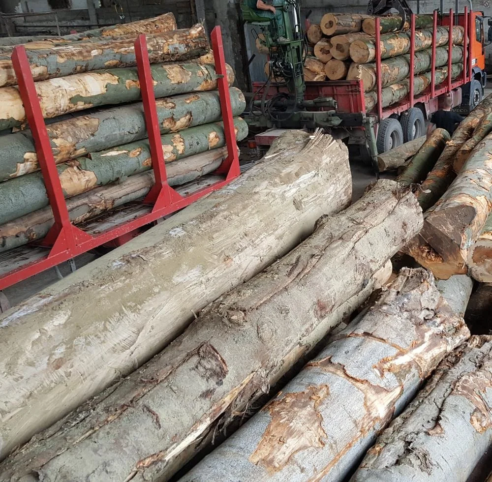 High Quality Beech Wood Timber - Ideal for Furniture & Construction