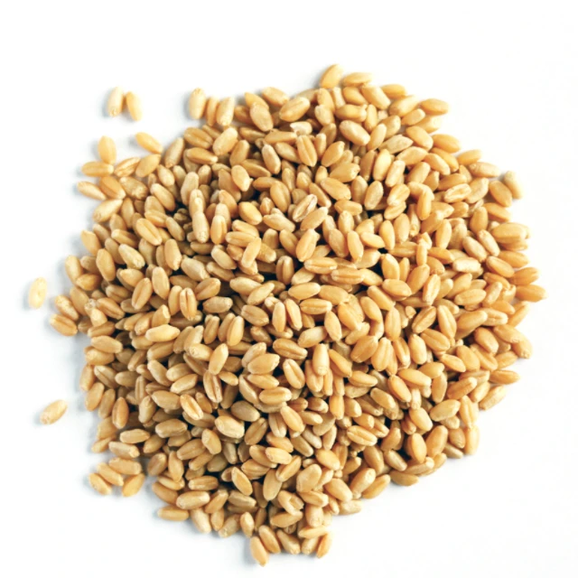 Alibaba.com: Premium quality wheat grain in bulk, wholesale nutrition ...