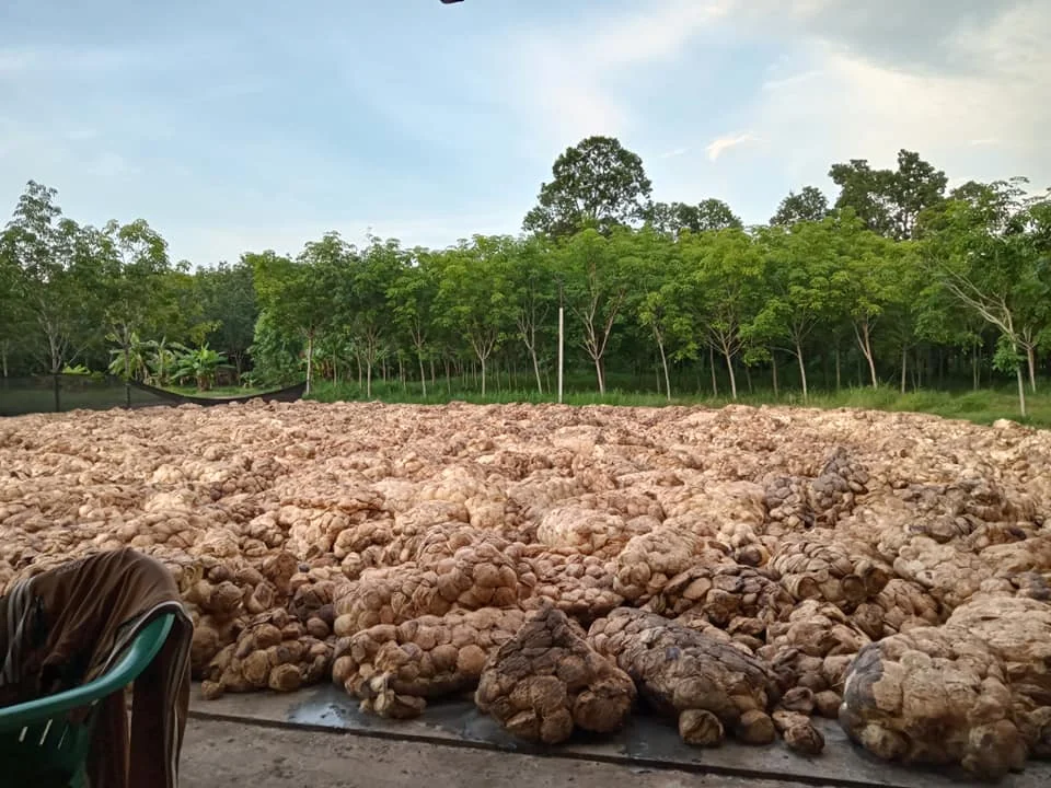 We Have Cup Lump Rubber And Tsr Available For Sale Now - Buy Tsr10 ...