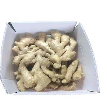 Fresh Ginger - High Quality Vietnamese Dried Ginger For Export / Cheap ...