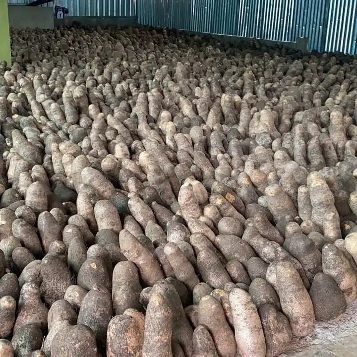Fresh Natural White Yams For Sale From Europe - Buy Fresh Natural White ...