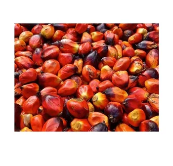 Frozen Areca Fruit/ Young Palm Nut In Vacuum Bag - Buy Buy Palm Kernel ...
